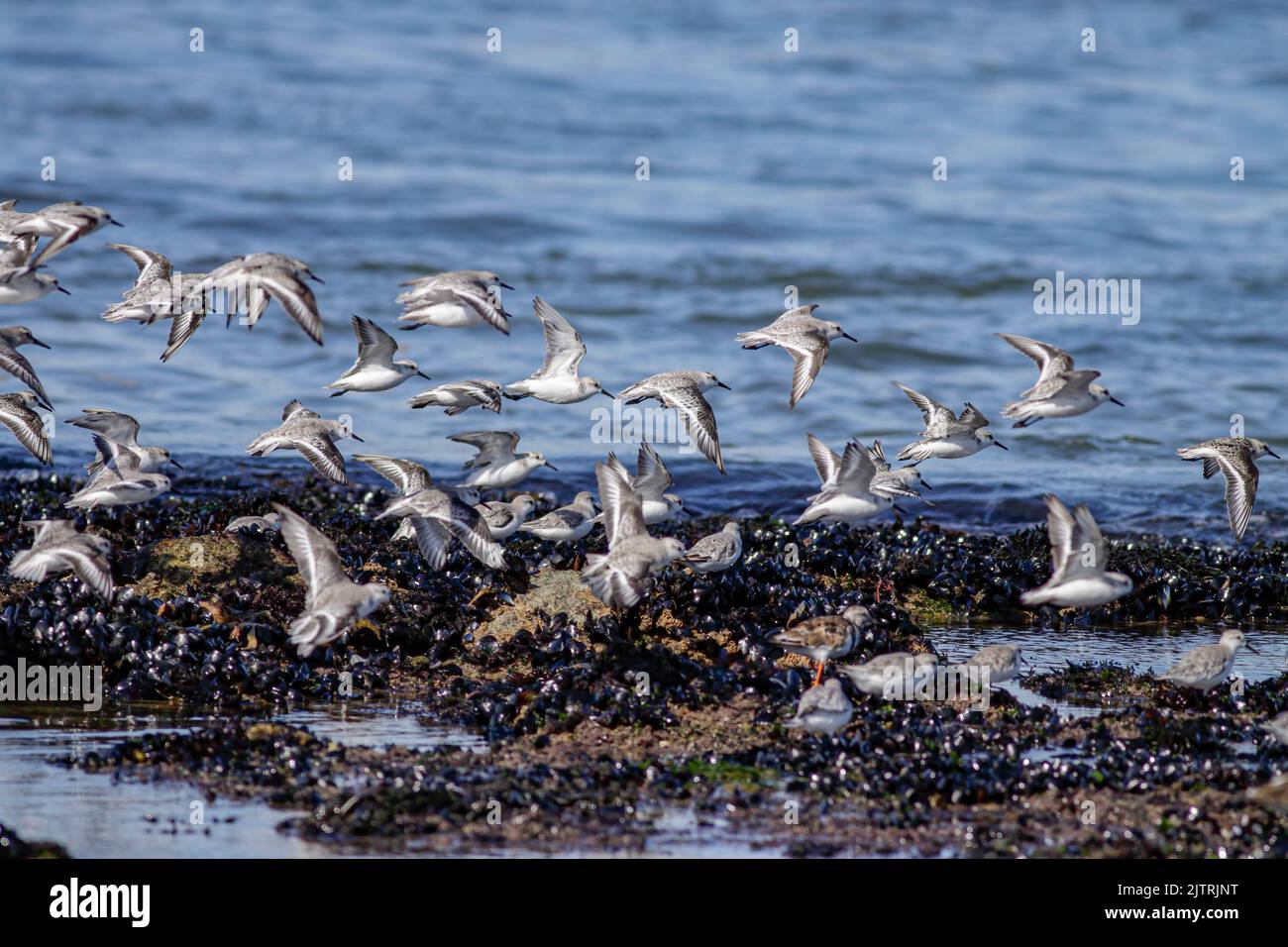 Flock of sanderlings in flight over northern portuguese rocky coast ...