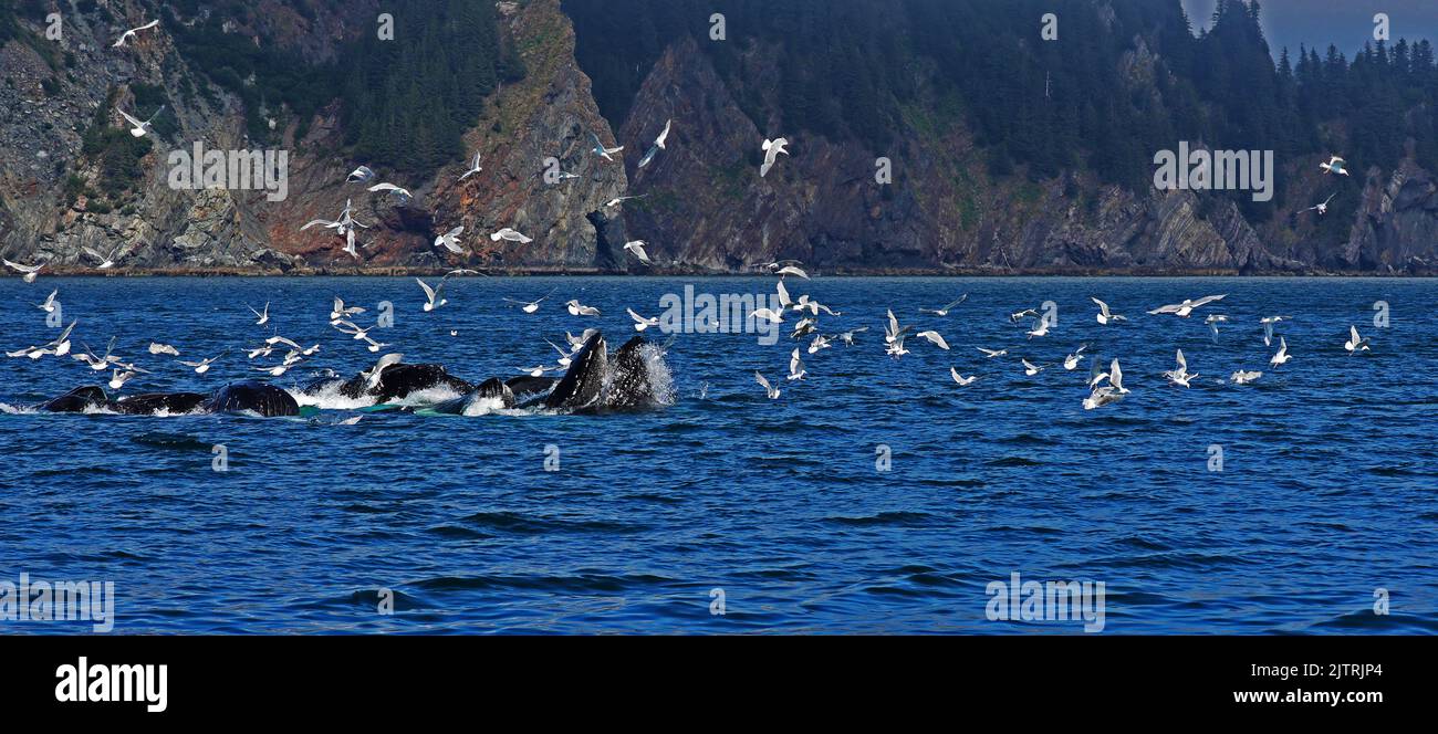 Humpback whales emerging for feeding, Alaska Stock Photo - Alamy