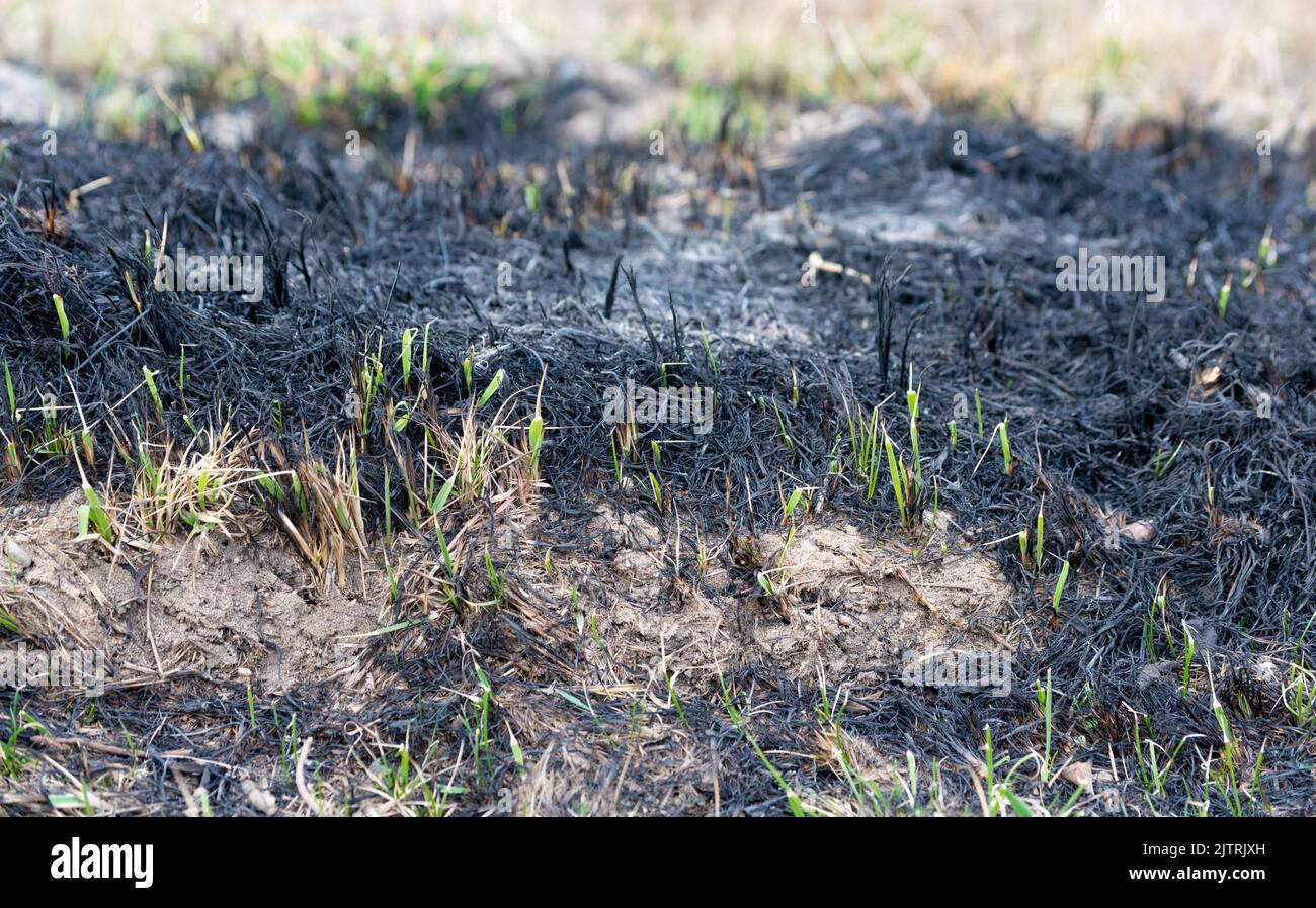 Burned-out grass. A site of fire after burning the grass in spring ...