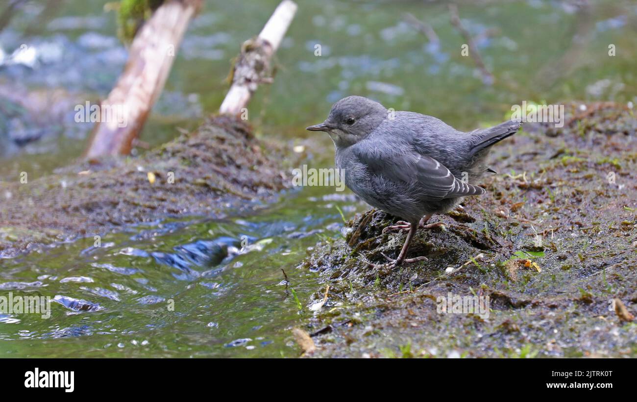 Totem pole of Alaska, cut out Stock Photo - Alamy