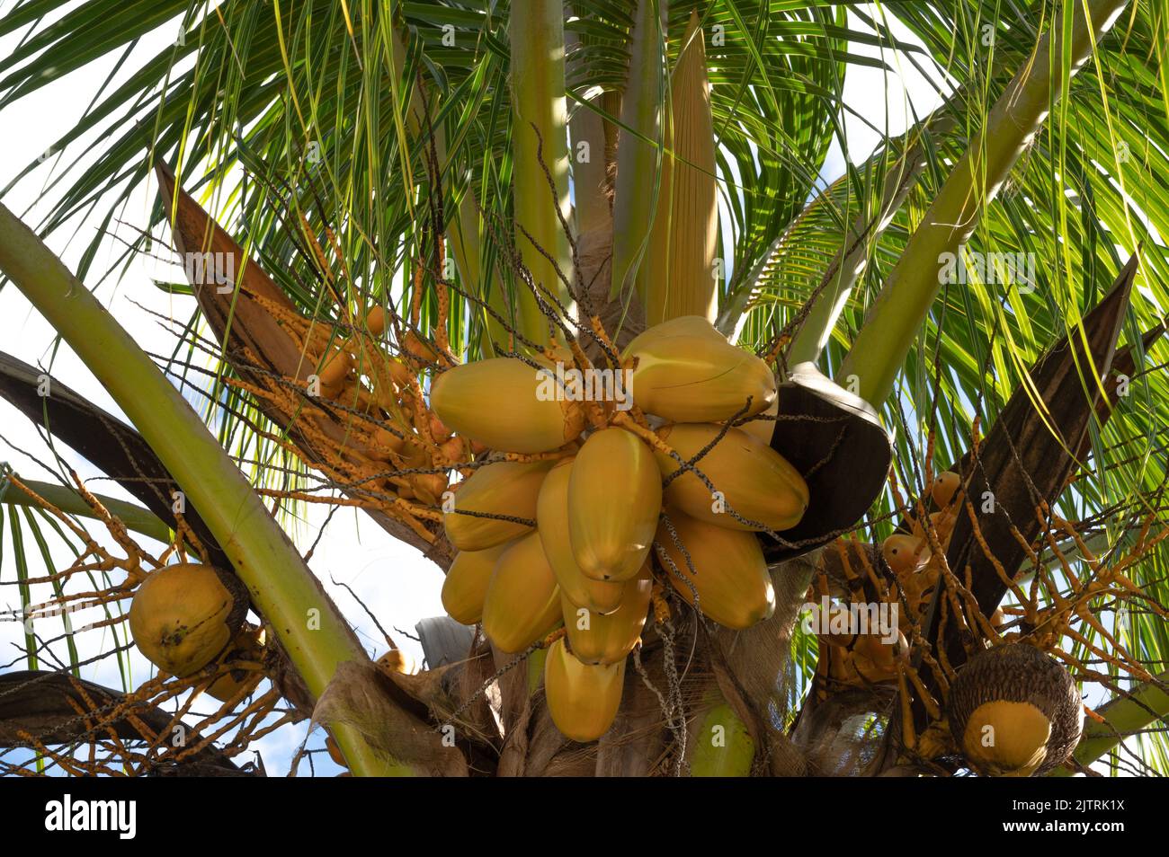 coconut tree with coconut Stock Photo - Alamy