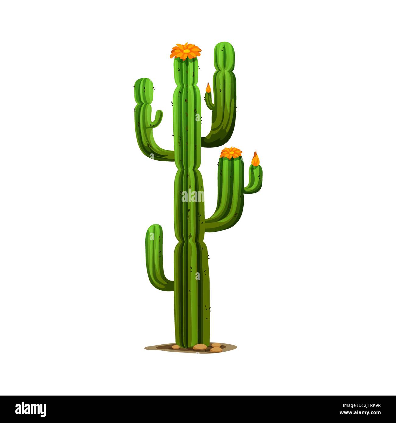 Opuntia chlorotica Stock Vector Images - Alamy