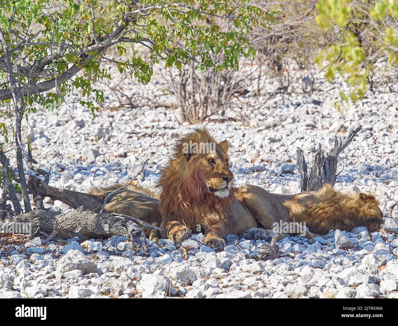 Big male maned Lion relaxing in the shade of a Mopane tree on the rocky ...