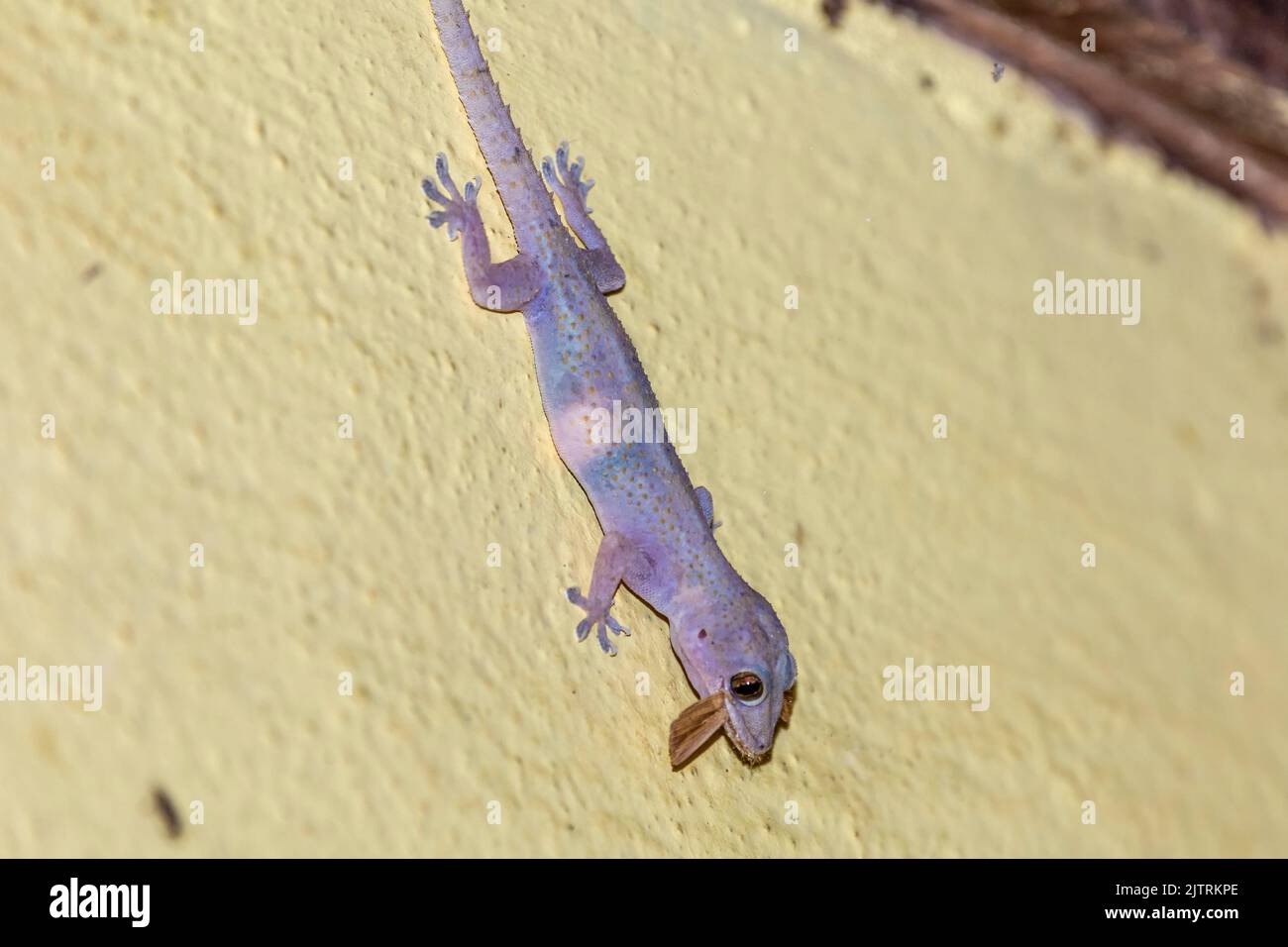 Asian house geckos wall hi-res stock photography and images - Alamy