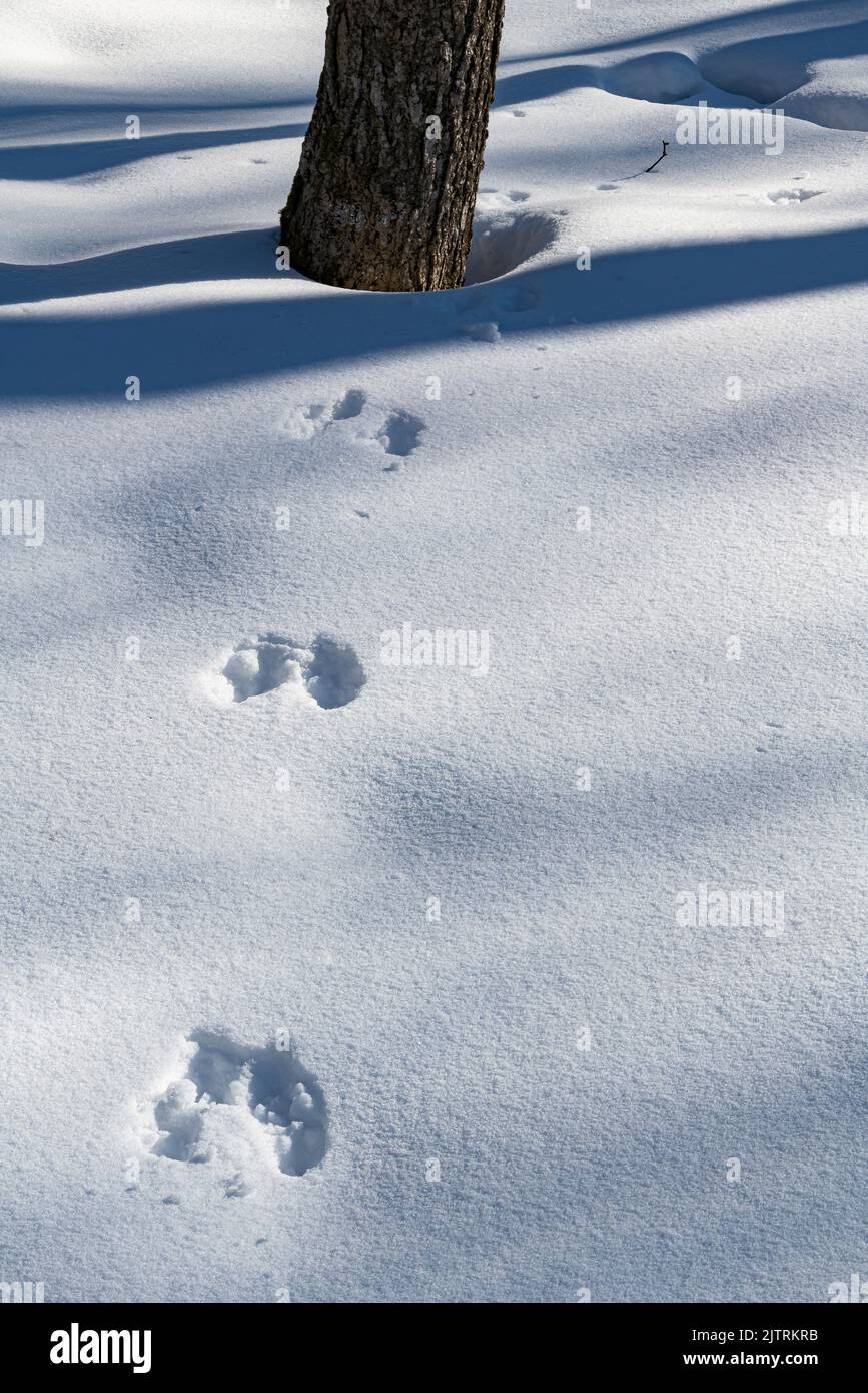 Squirrel tracks lead away from the tree trunk the squirrel just came ...