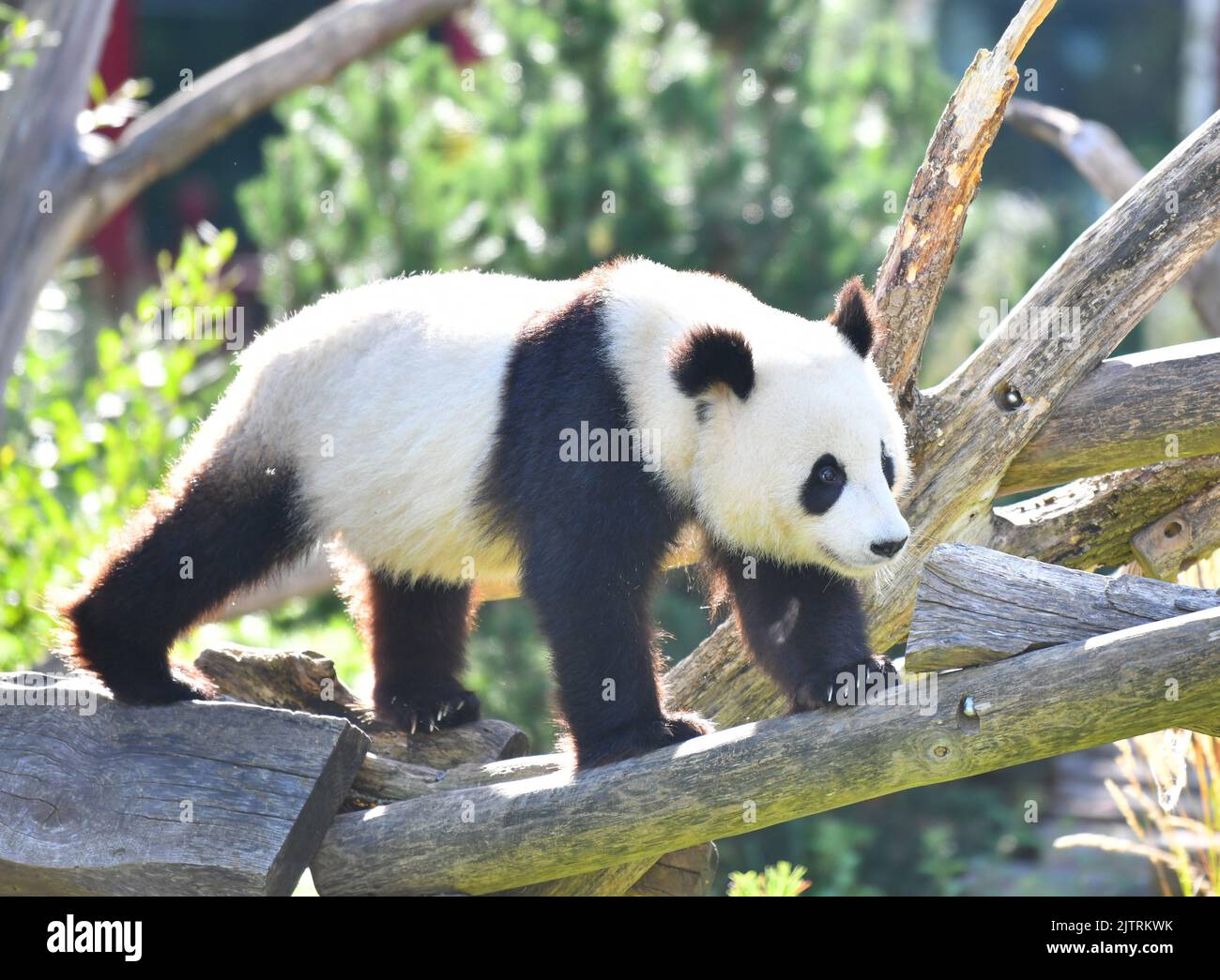 Berlin, Germany. 31st Aug, 2022. Giant panda Meng Xiang is seen at ...