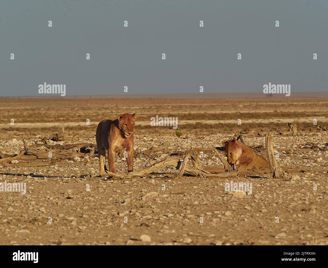 female lionesses in the plains of Etosha National Park Namibia Stock ...