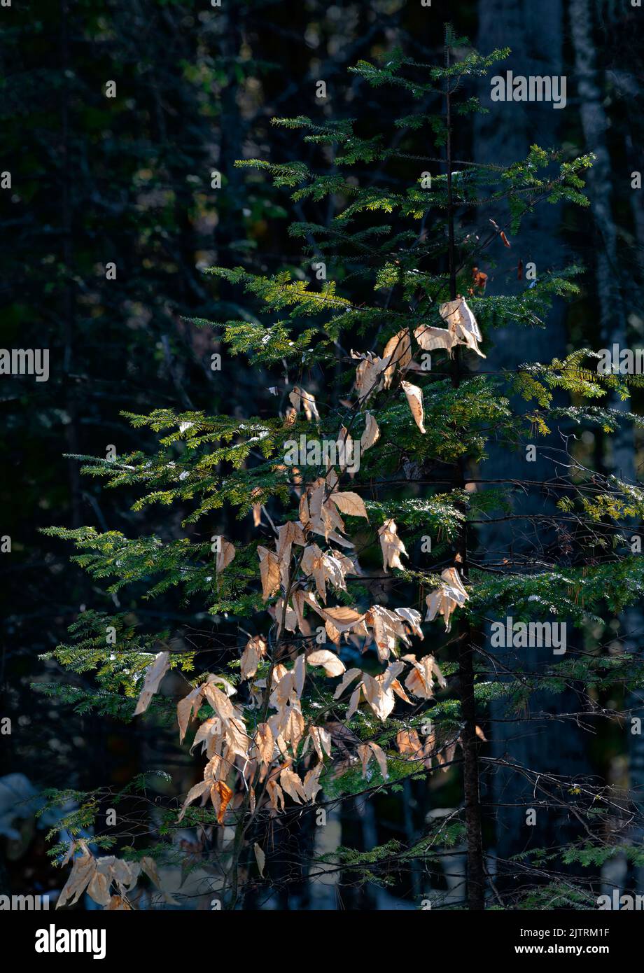 A hemlock and beech sapling are selectively lit in the forest, Ellison ...