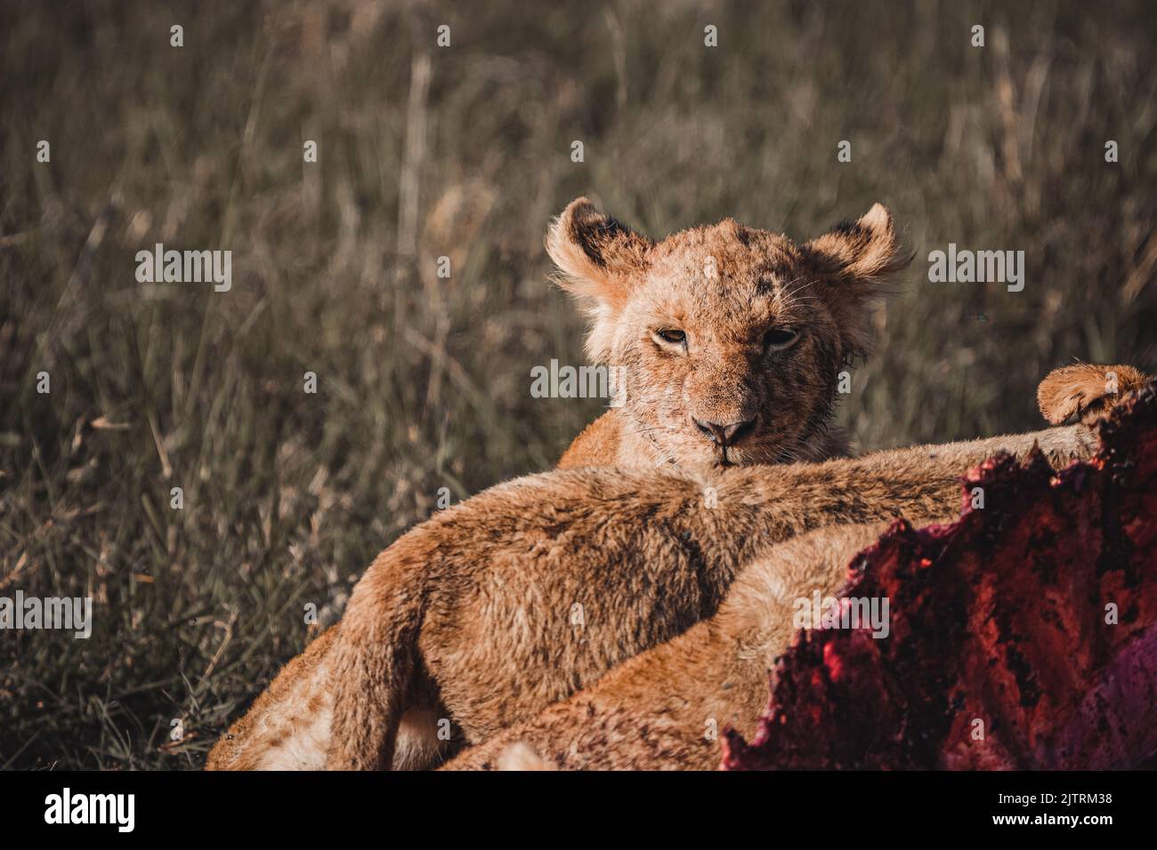 A female lion eating the prey after hunting Stock Photo - Alamy