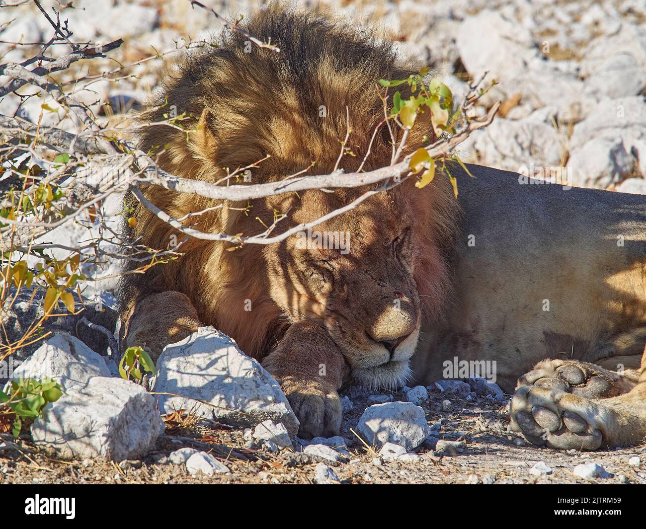 Big male maned Lion relaxing in the shade of a Mopane tree on the rocky ...
