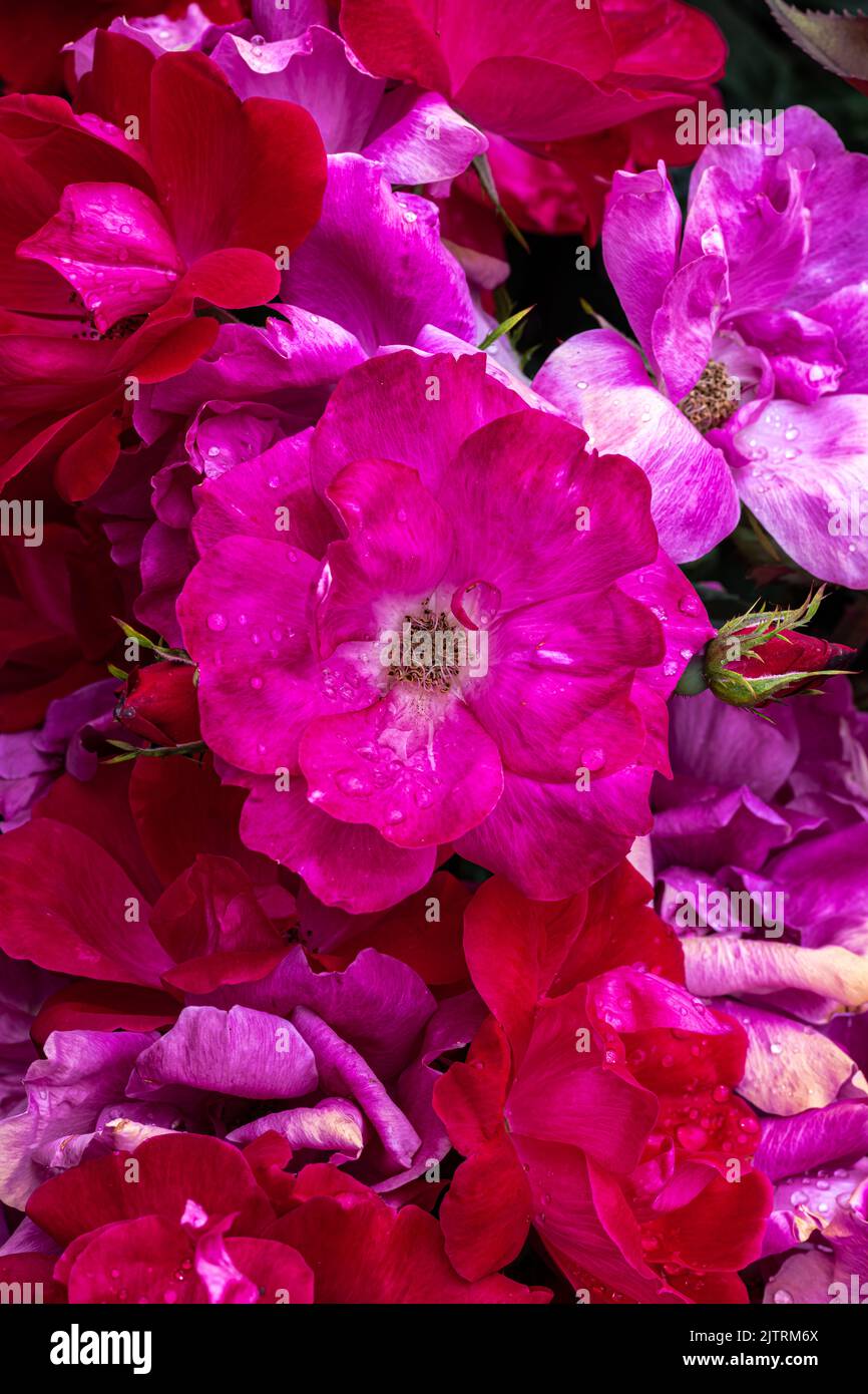 Flowers of ‘Knockout’ Shrub Rose Stock Photo - Alamy