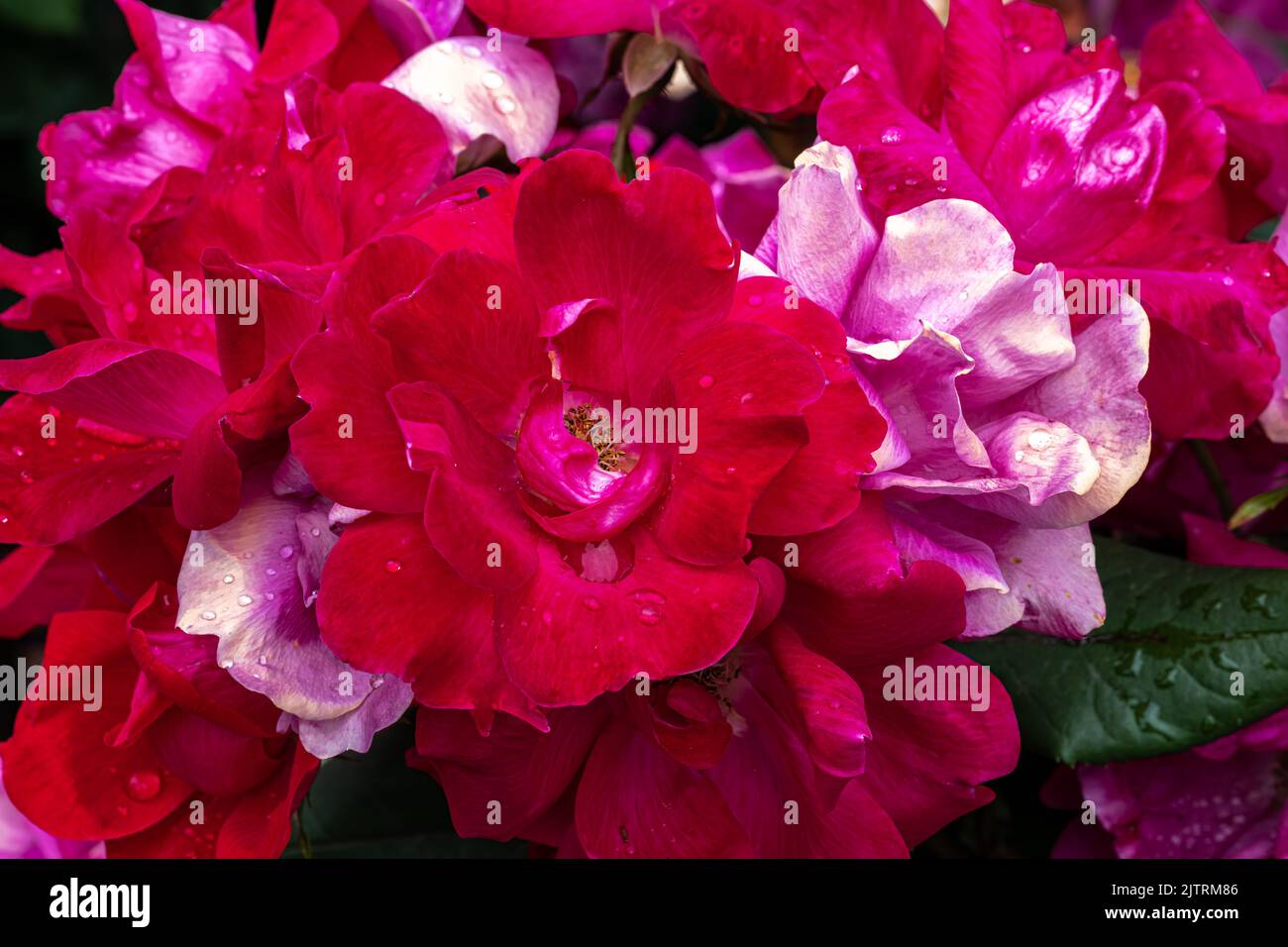 Knockout shrub rose hi-res stock photography and images - Alamy
