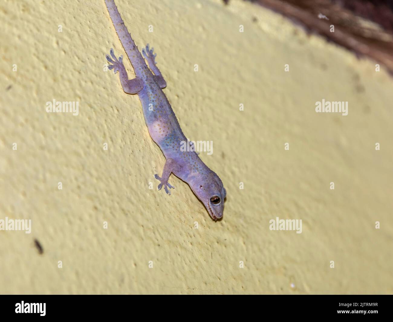 Asian house geckos wall hi-res stock photography and images - Alamy