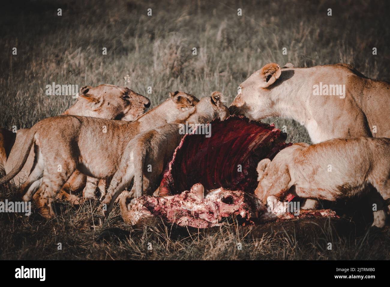 Female lions after kill hi-res stock photography and images - Alamy