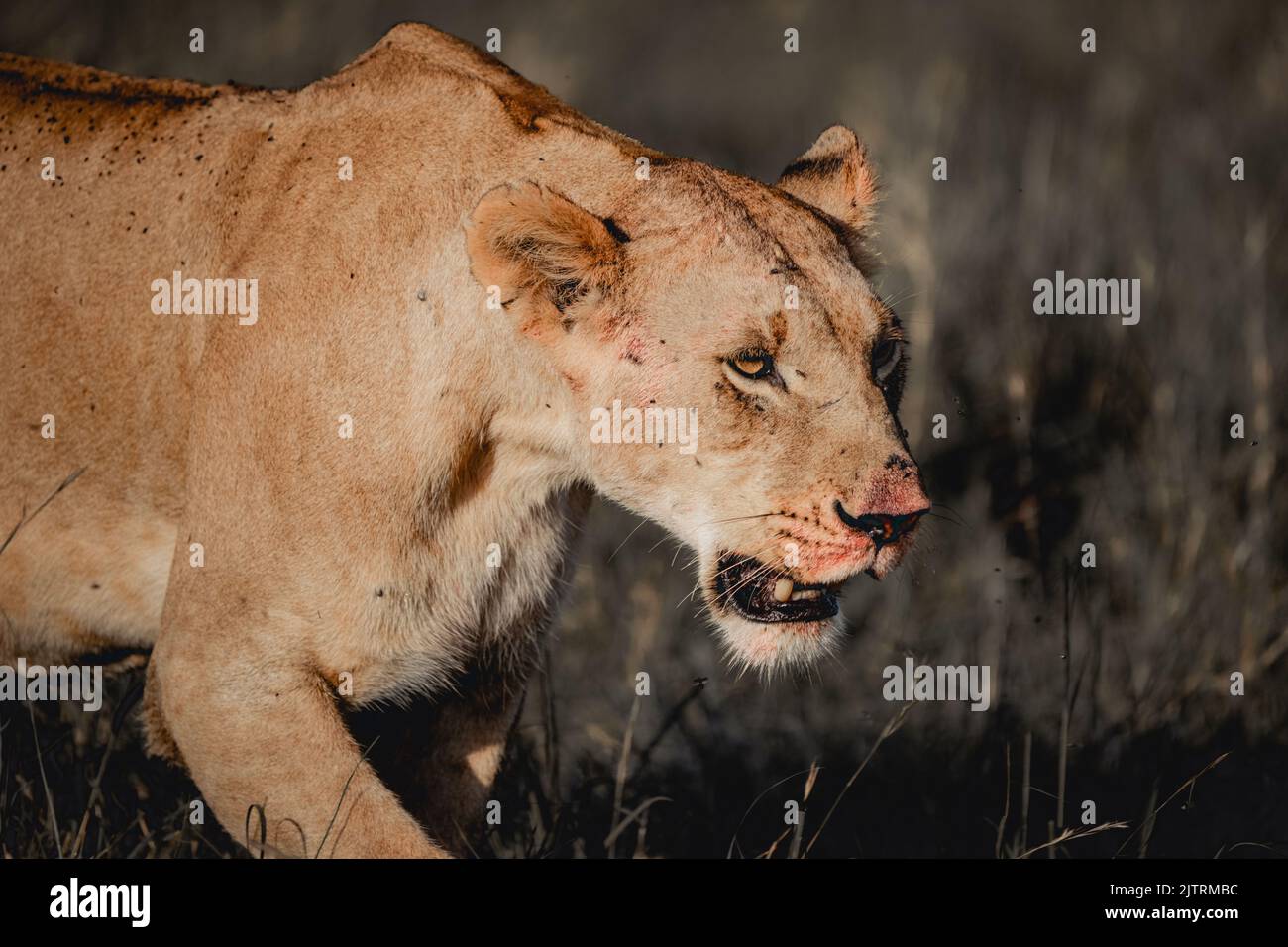 Female lion portrait on hi-res stock photography and images - Alamy