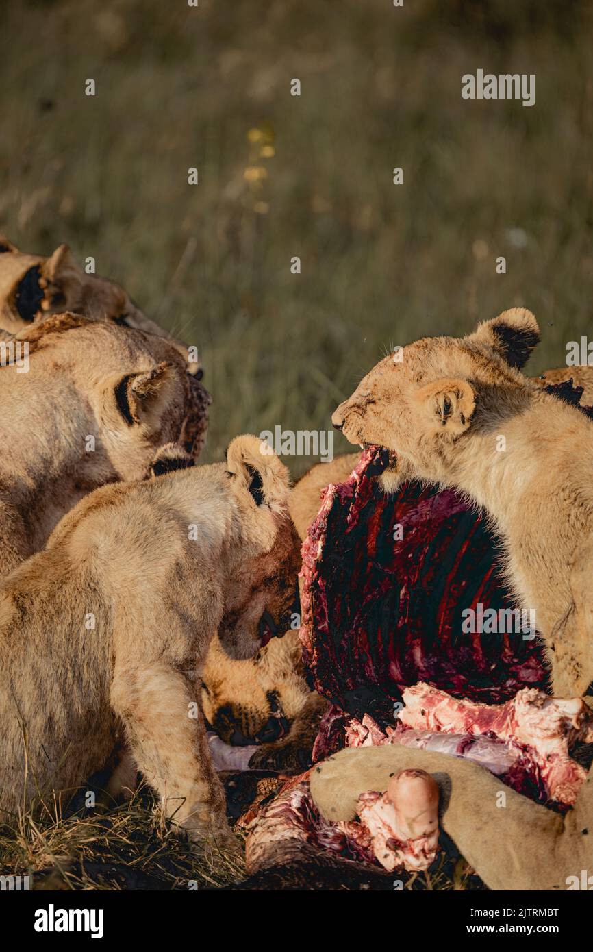 A group of lions eating the prey after hunting Stock Photo - Alamy