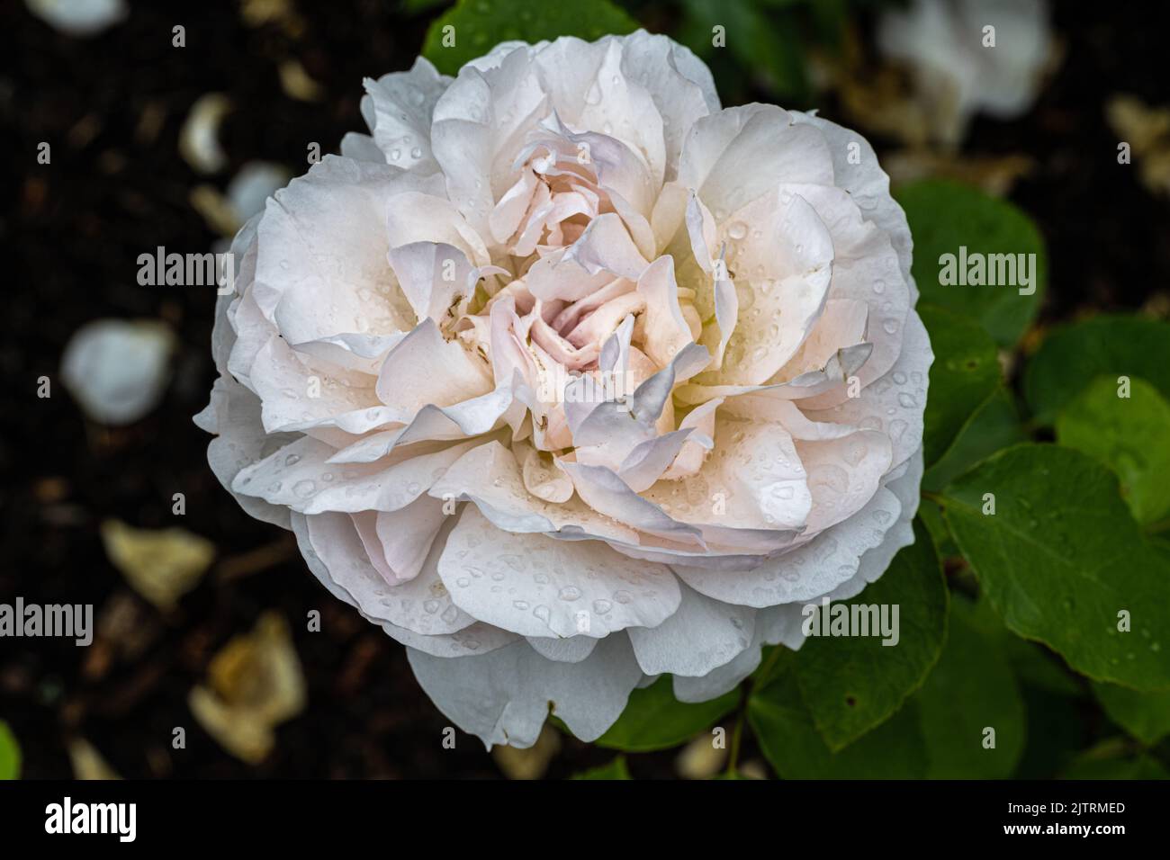 Flowers of ‘Lady Gardener’ English Rose Stock Photo - Alamy