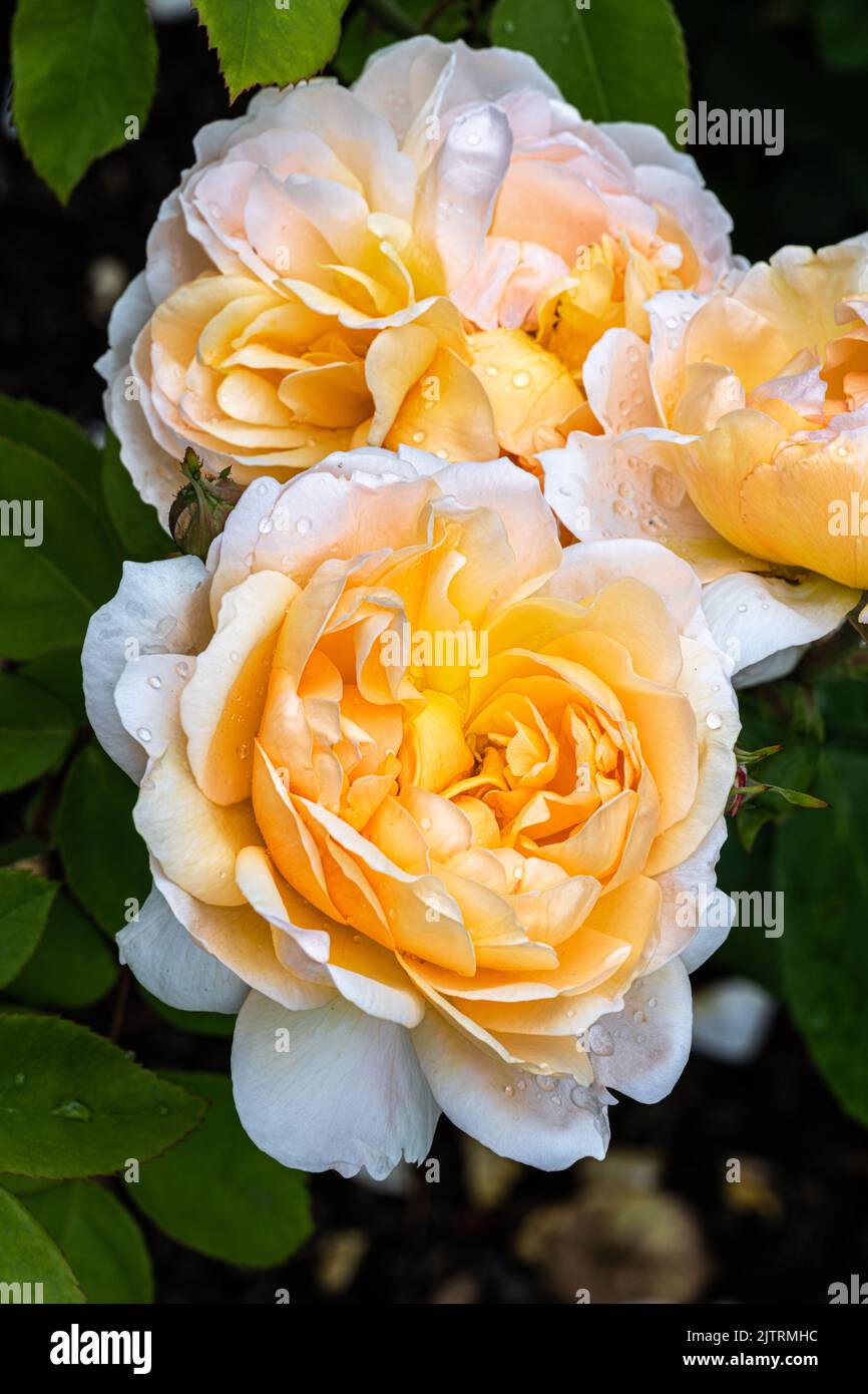 Flowers of ‘Lady Gardener’ English Rose Stock Photo - Alamy