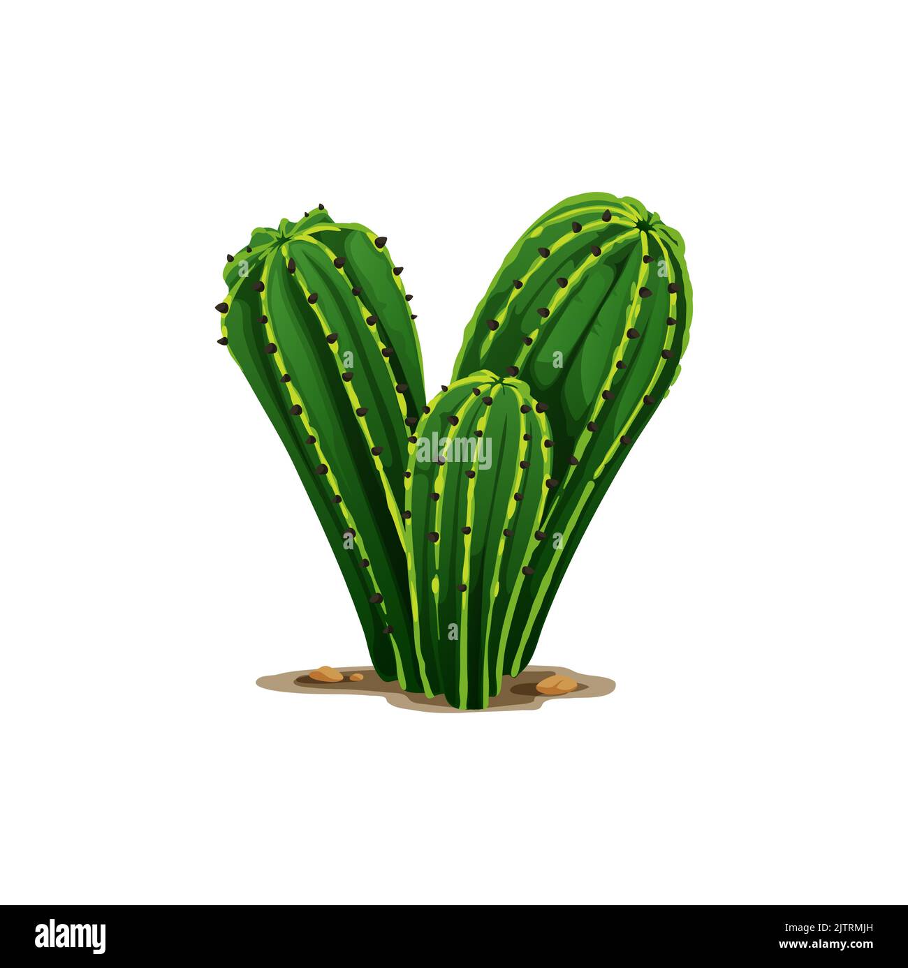 Three cartoon cactuses growing in stones and sand isolated succulent ...