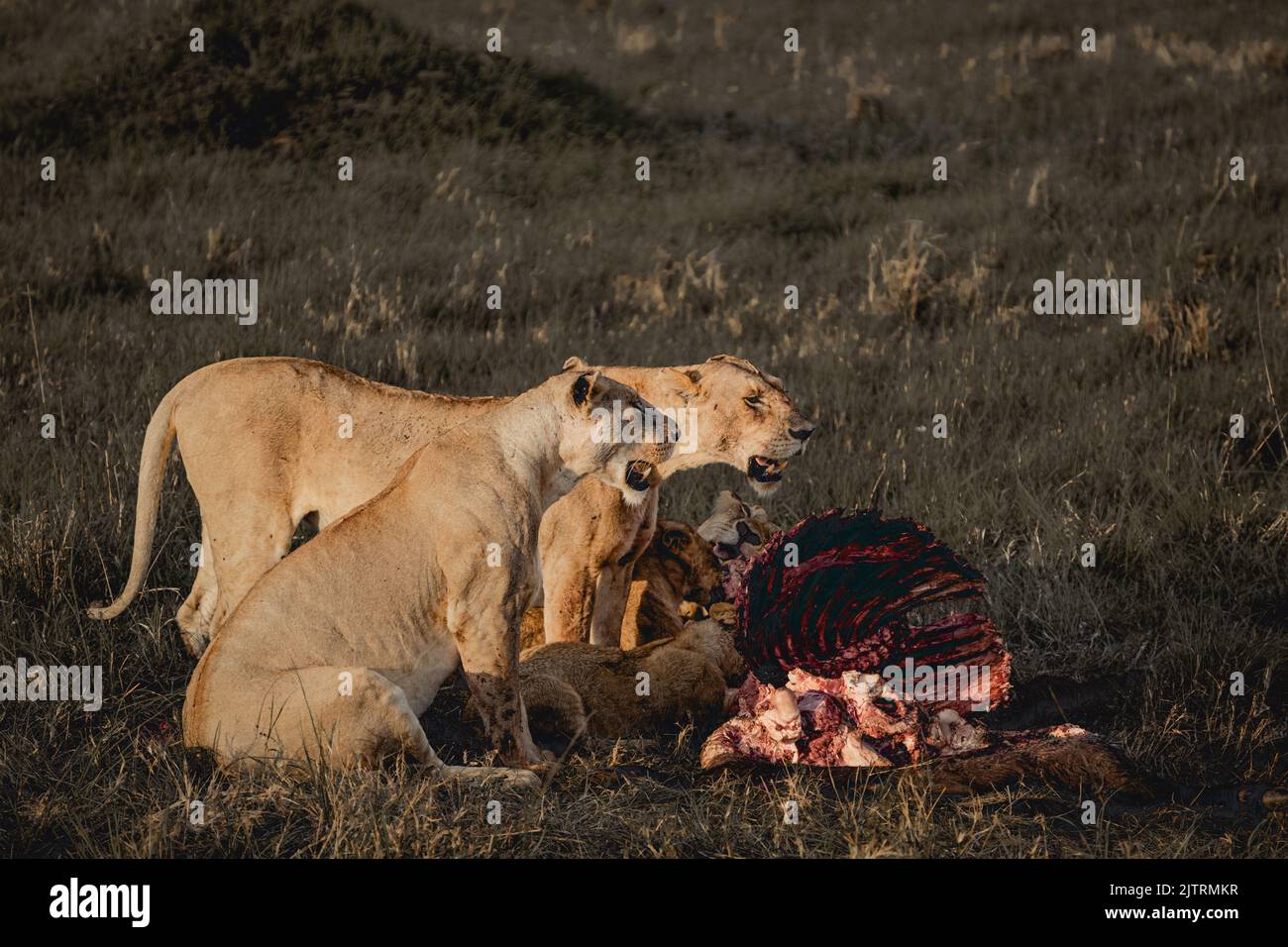 Female lions after kill hi-res stock photography and images - Alamy