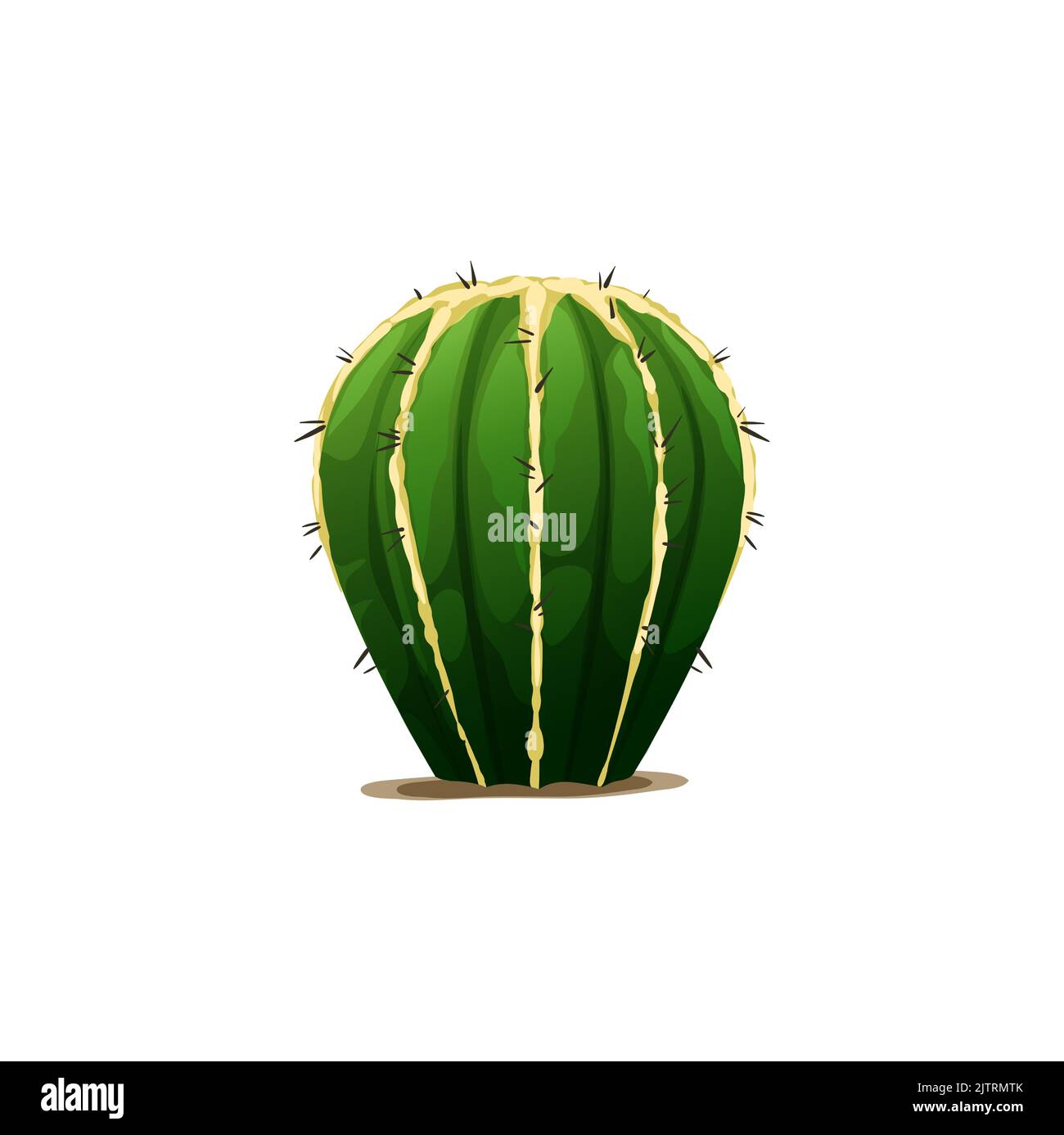 Barrel shape cactus isolated succulent scandinavian indian cacti ...