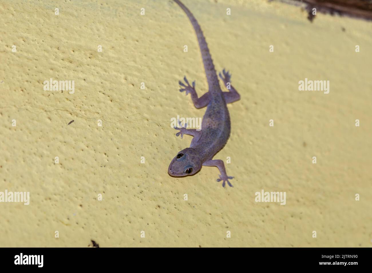 Domestic gecko walking on the house wall Stock Photo - Alamy
