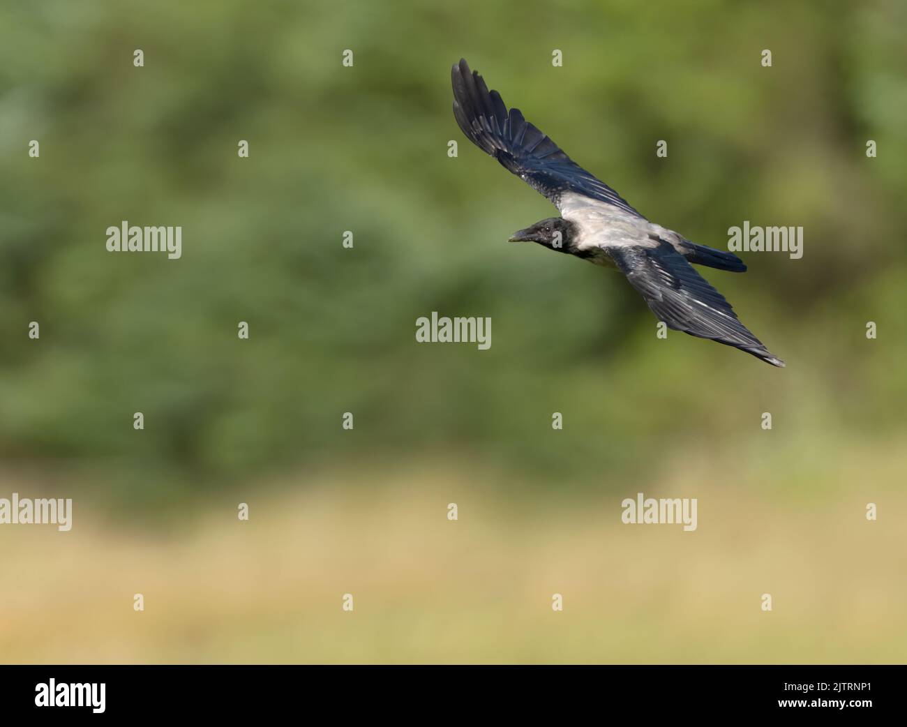 Hooded crow scotland hi-res stock photography and images - Alamy