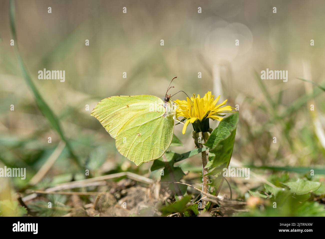 Yellow butterfly common brimstone hi-res stock photography and images ...