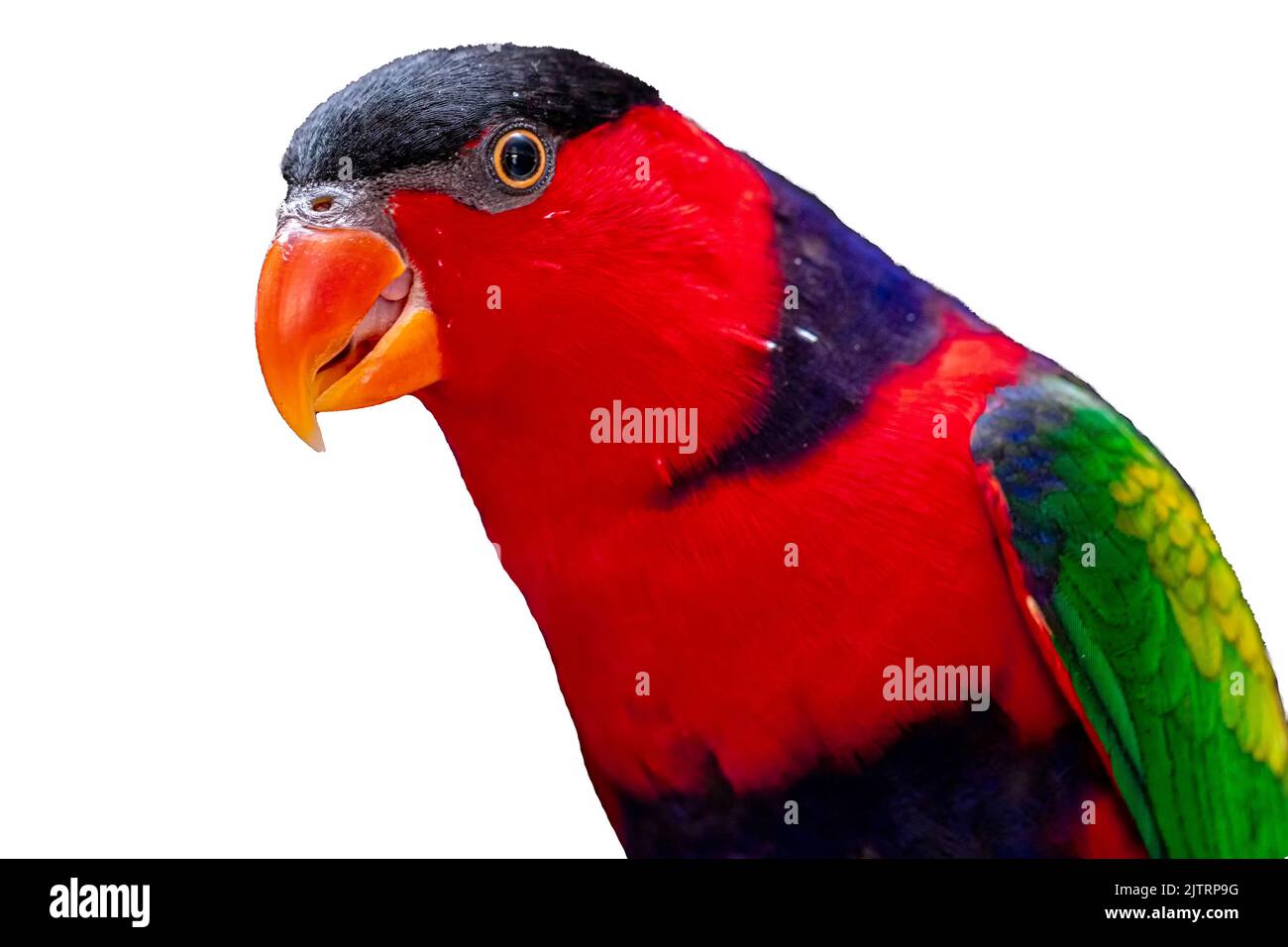 Lorius lory posing for photos with white background Stock Photo - Alamy