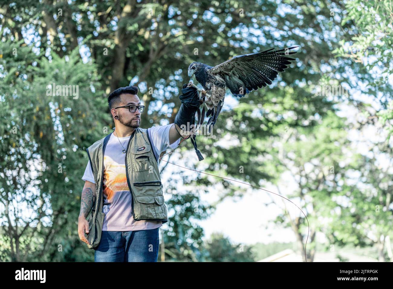 Man training hawk hi-res stock photography and images - Alamy