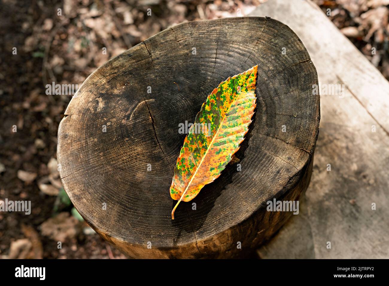 bright yellow green fallen leaf lying on a stump in the forest fall is ...
