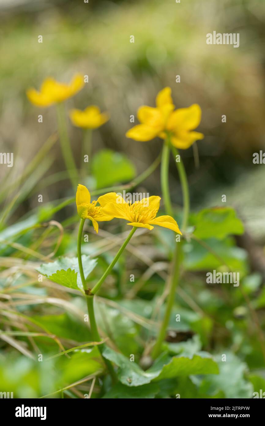 Yellow marsh-marigold flowers (Caltha palustris Stock Photo - Alamy