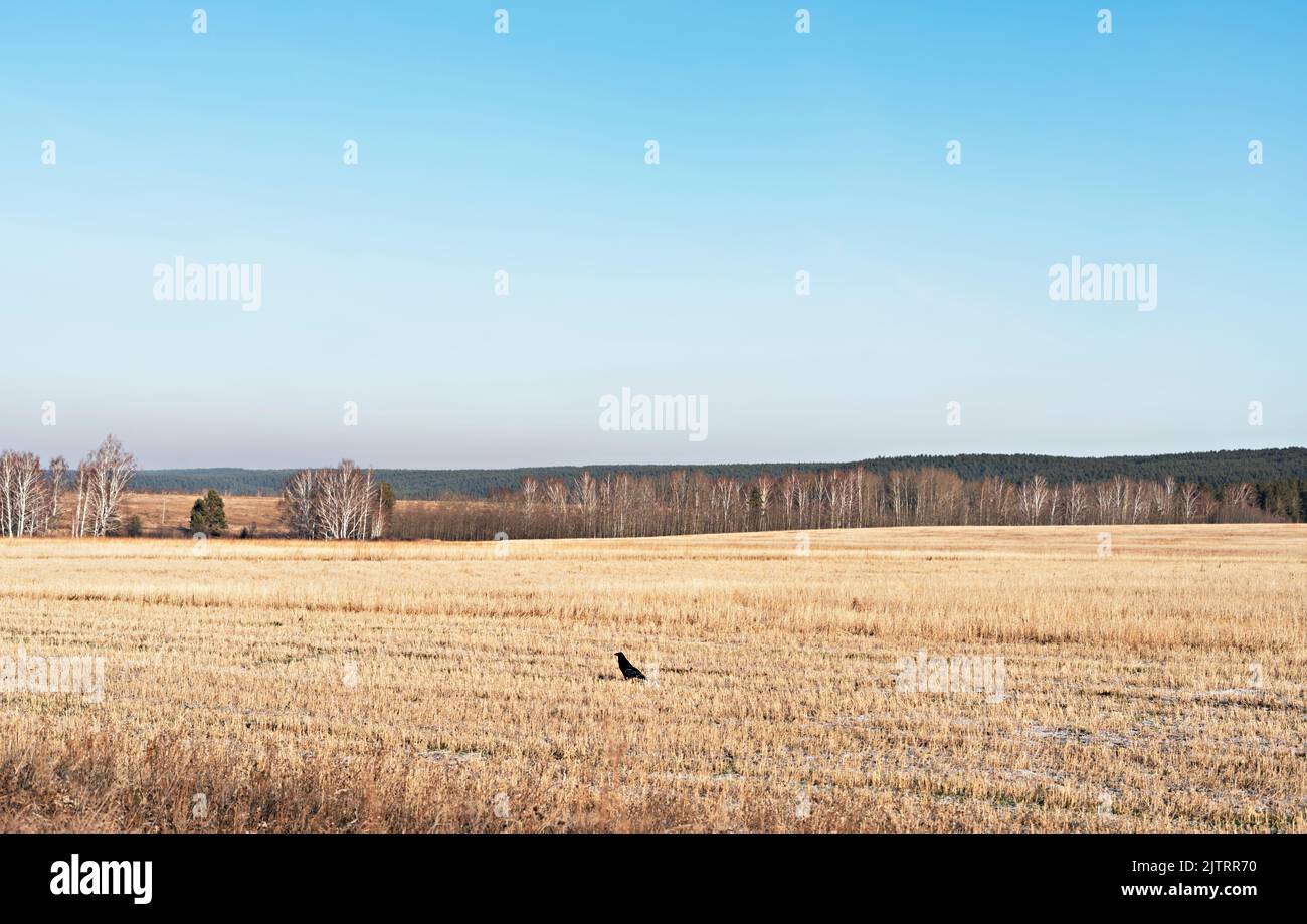 Black crow sitting on a dry wheat field in autumn against the backdrop ...