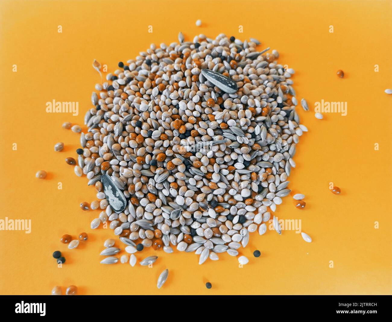 A top view of parrot food pile in the orange background Stock Photo - Alamy