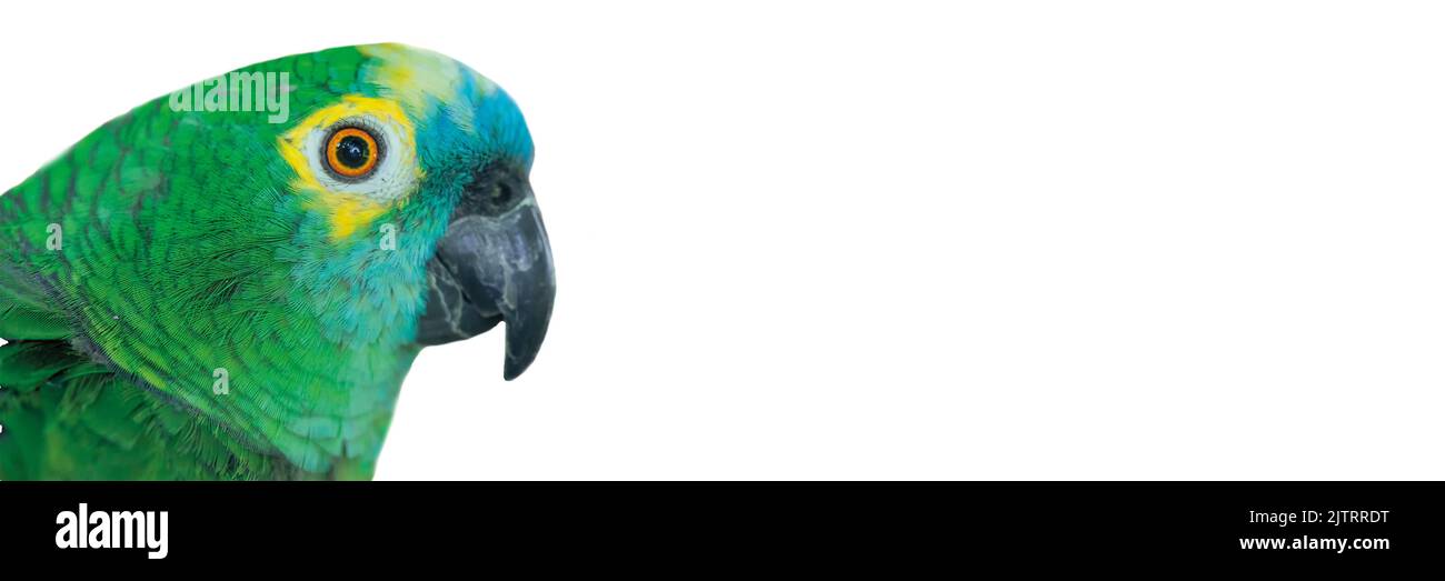 Amazona aestiva (L.), commonly known as papagaio verdadeiro is a bird ...