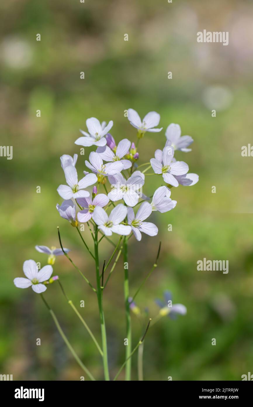 Forage flower hi-res stock photography and images - Alamy