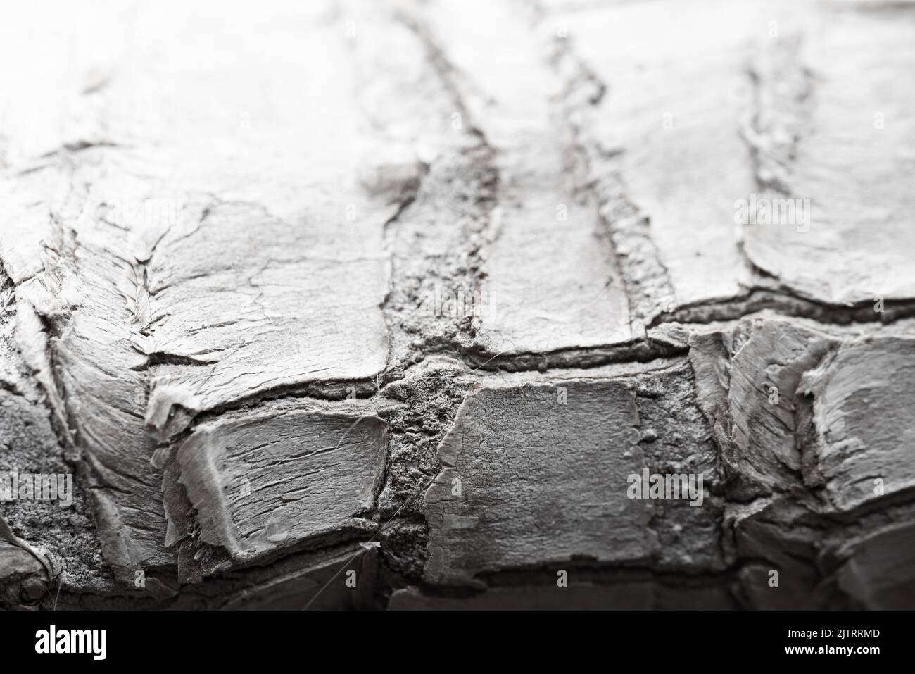 Guatemalan yucca trunk close-up. The structure of the bark on a macro ...