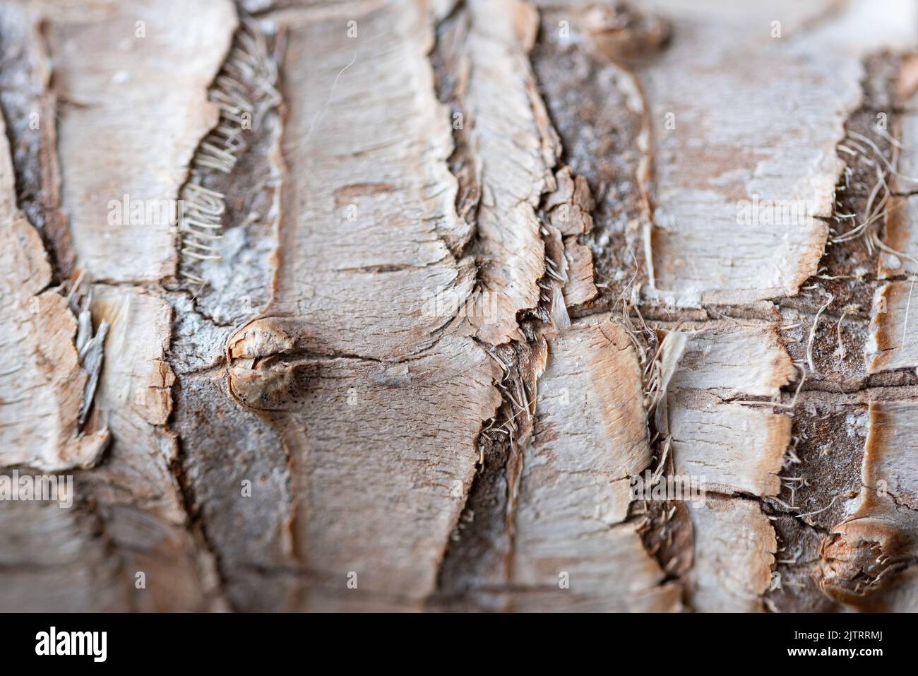 Guatemalan yucca trunk close-up. The structure of the bark on a macro ...