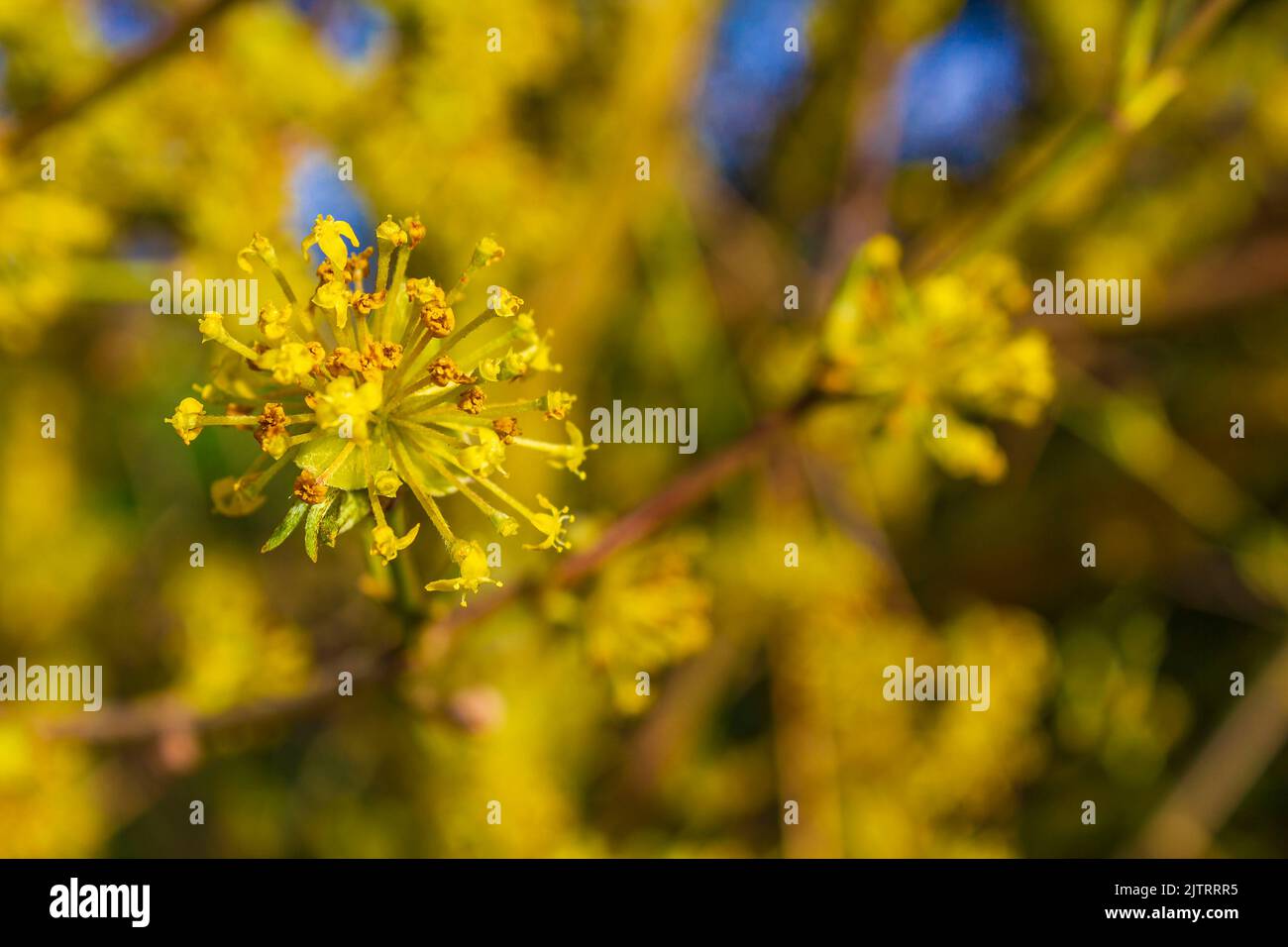 Forsythia a beautiful spring bush with yellow flowers forest landscape ...