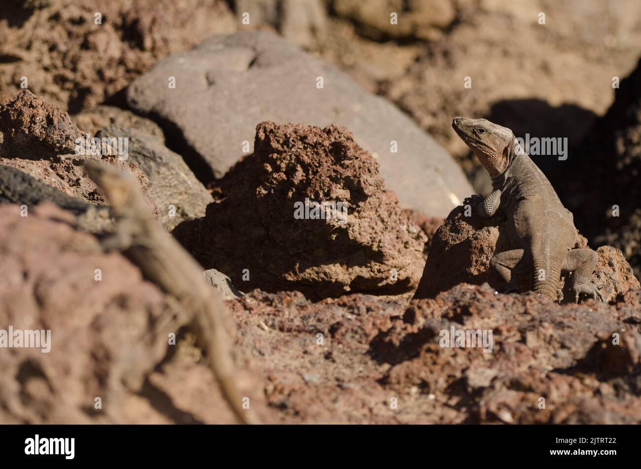 Gran canaria giant lizards hi-res stock photography and images - Alamy