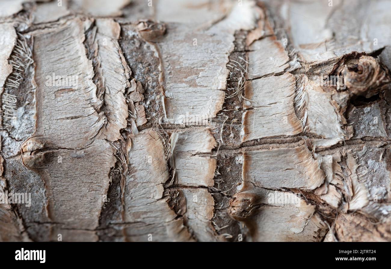 Guatemalan yucca trunk close-up. The structure of the bark on a macro ...