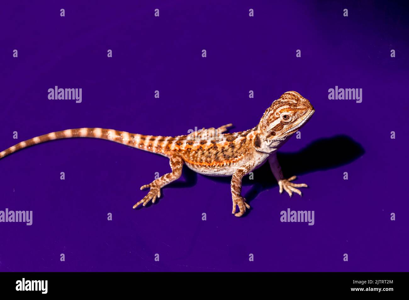 Pogona vitticeps, the central (or inland) bearded dragon, is a species ...
