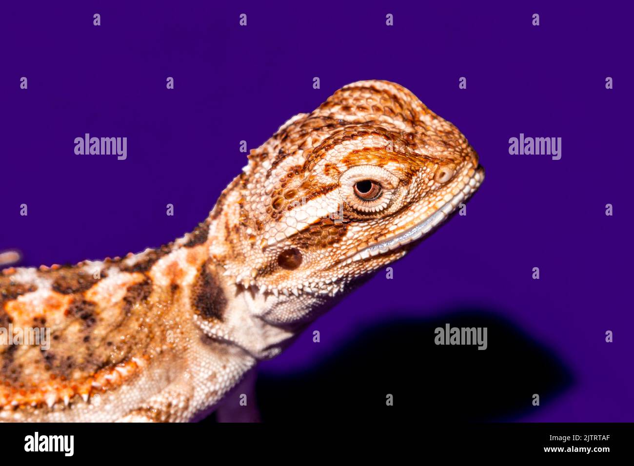 Pogona vitticeps, the central (or inland) bearded dragon, is a species ...