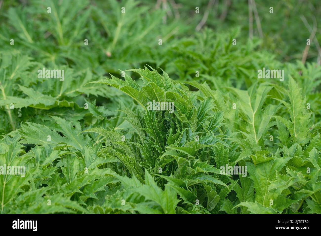 Life Cycle Of Giant Hogweed at George Jefferson blog