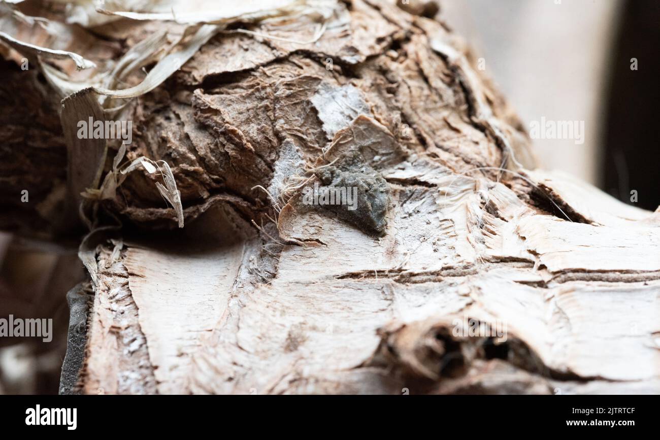 Guatemalan yucca trunk close-up. The structure of the bark on a macro ...