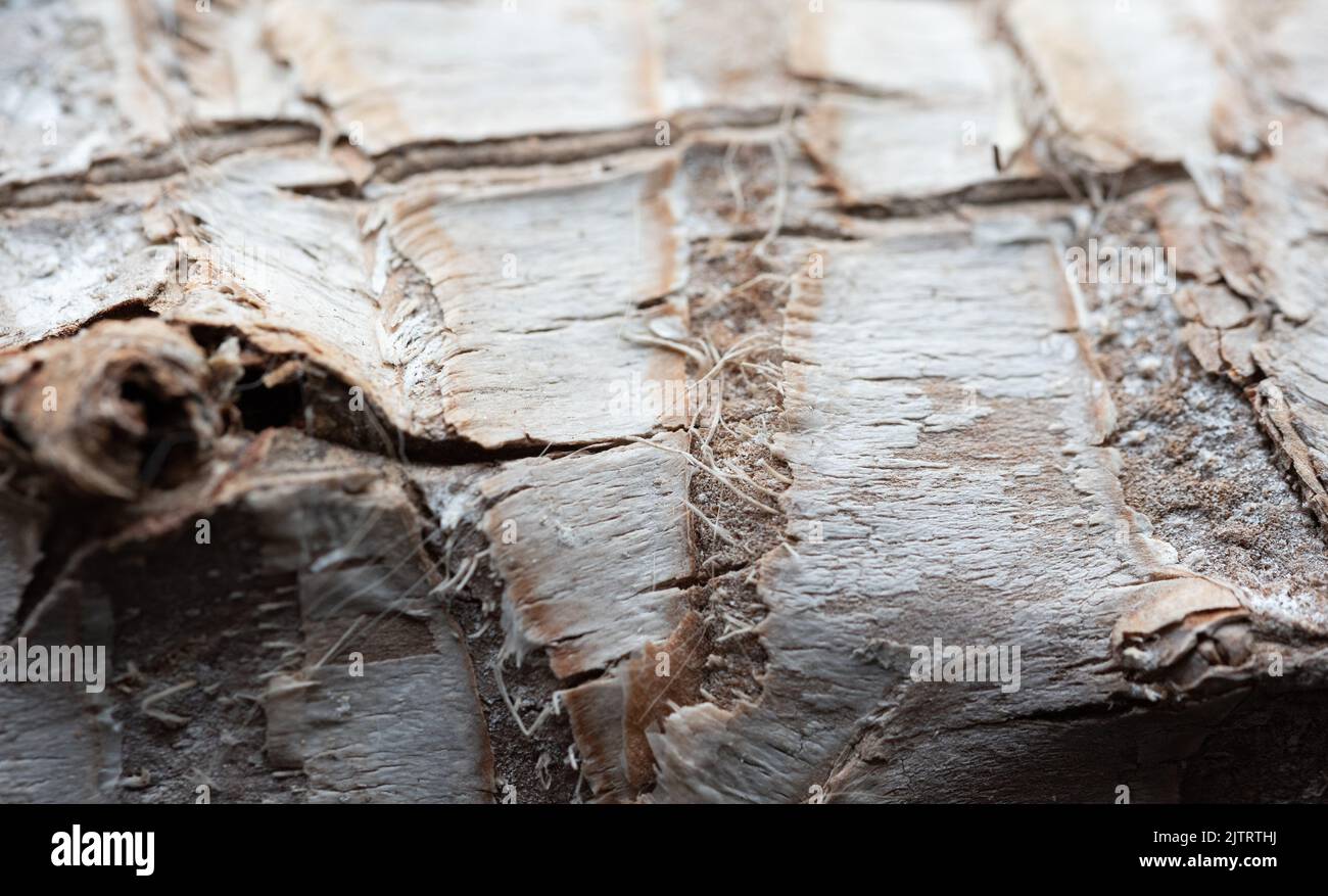 Guatemalan yucca trunk close-up. The structure of the bark on a macro ...