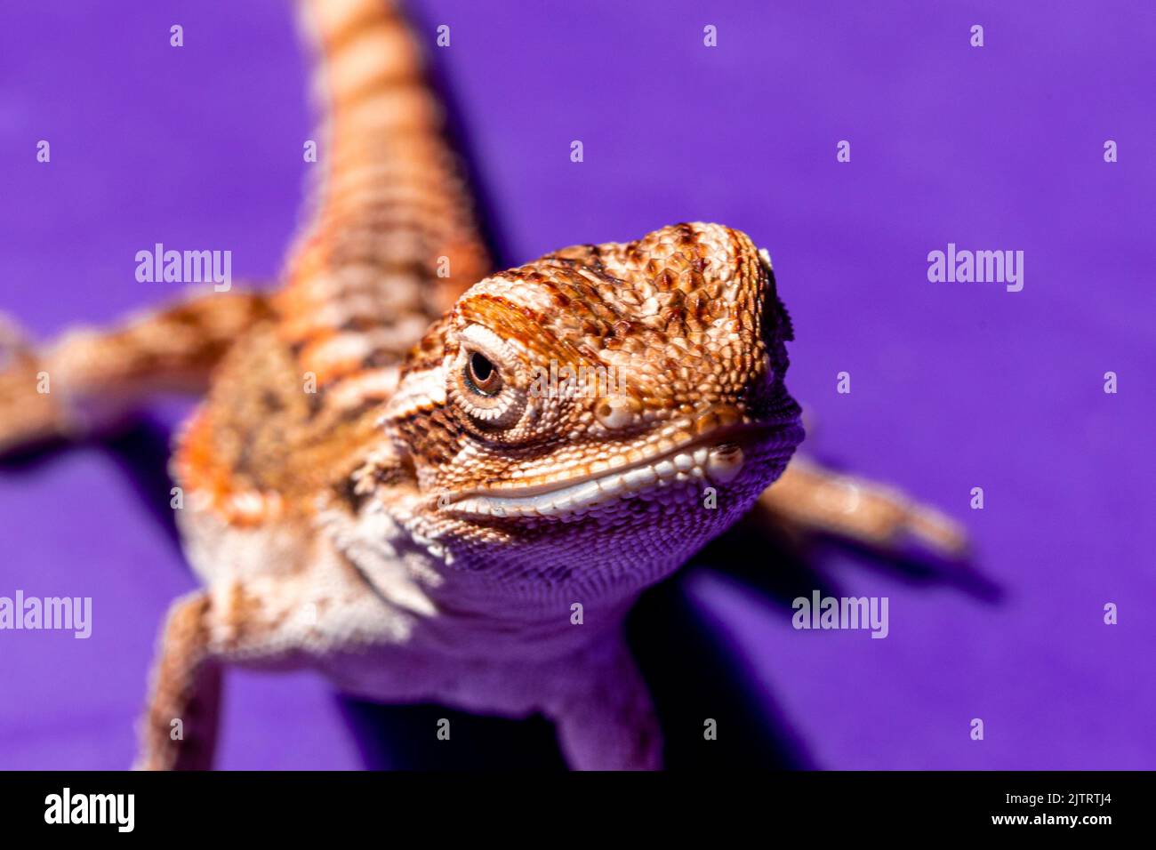Pogona vitticeps, the central (or inland) bearded dragon, is a species ...