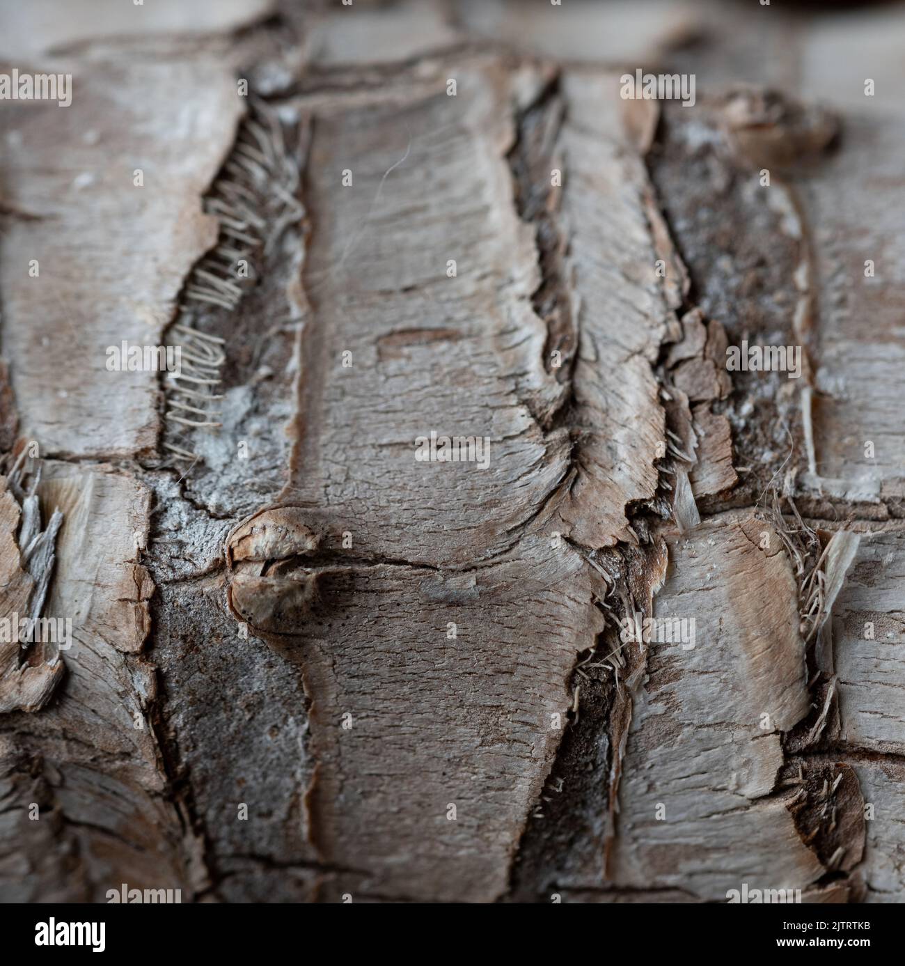 Guatemalan yucca trunk close-up. The structure of the bark on a macro ...