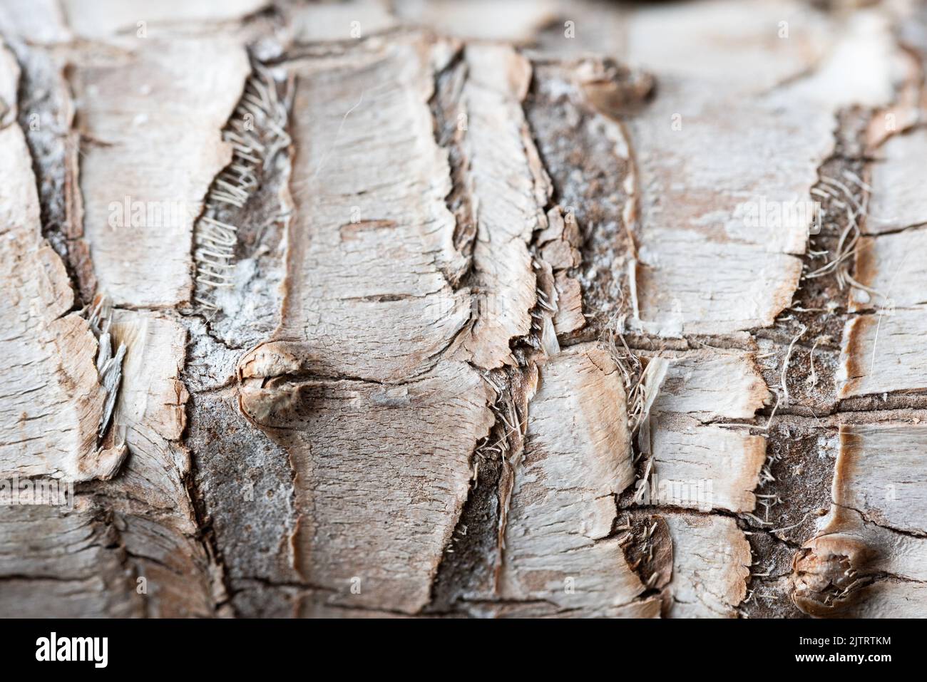 Guatemalan yucca trunk close-up. The structure of the bark on a macro ...