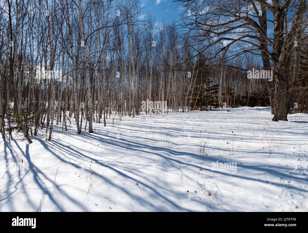 A stand of Birch trees cast winter shadows along Highway 42, Door ...